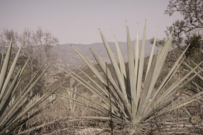 Mezcal Artesanal Espadín | Mexicano 2016 - Horizonte Sustentable